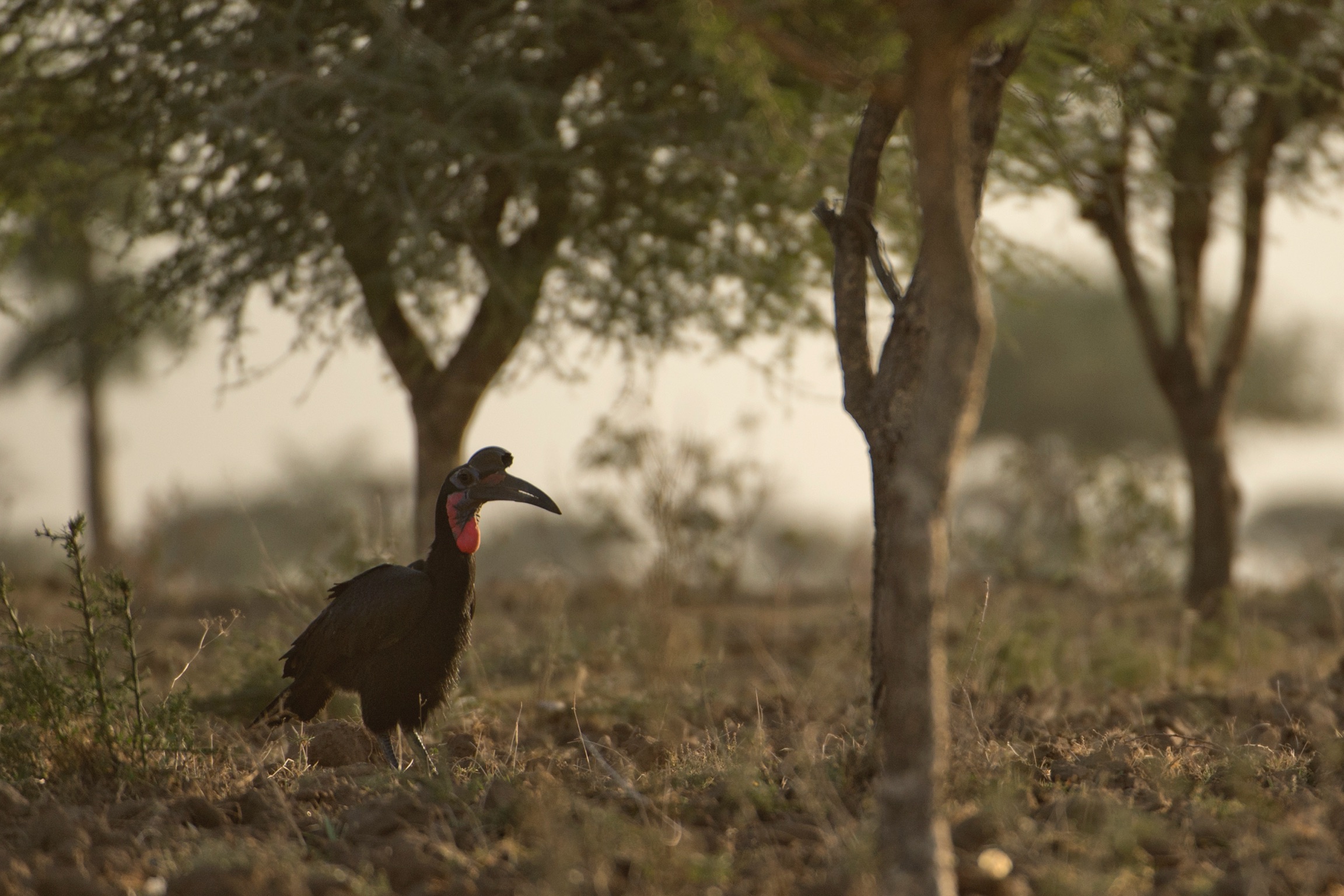 Northern Ground Hornbill